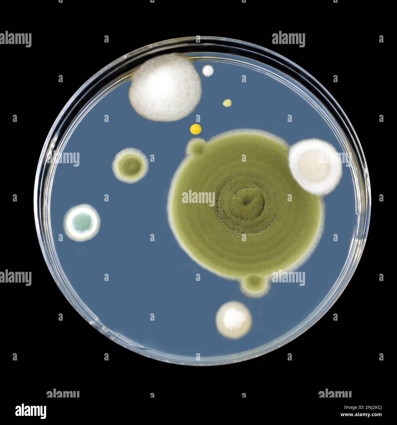 Sabourad dextore agar hi-res stock photography and images - Alamy