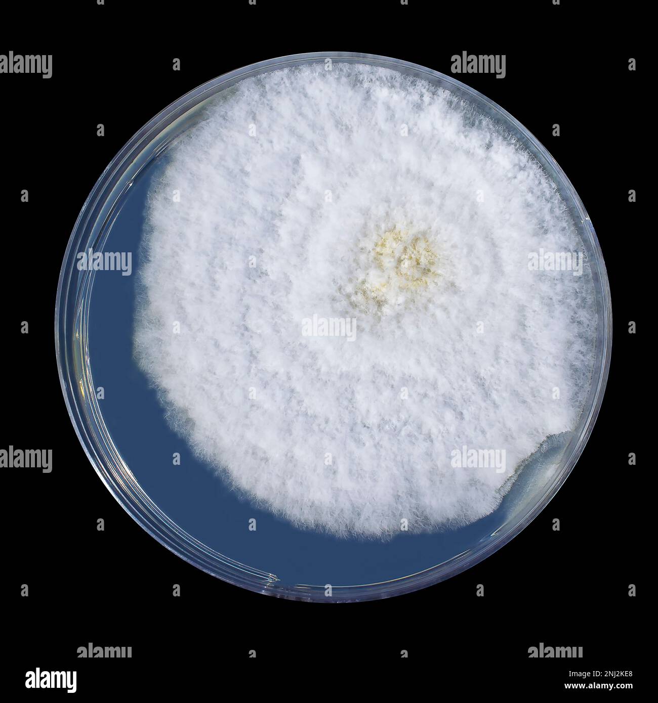 Sabourad dextore agar hi-res stock photography and images - Alamy