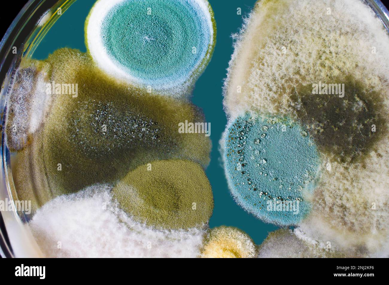 Sabourad dextore agar hi-res stock photography and images - Alamy