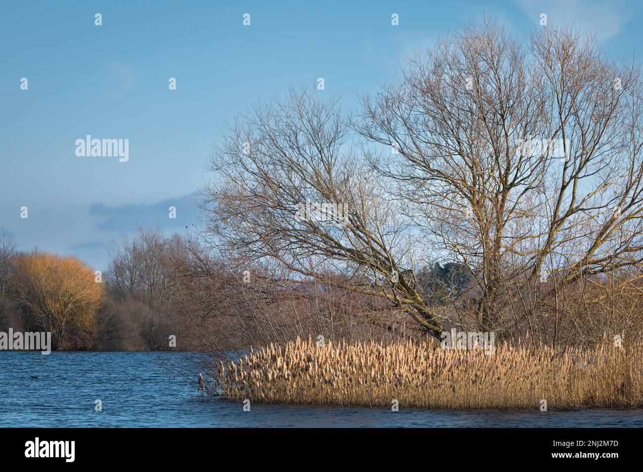 Alton Water (Alton Reservoir) on a sunny day in February. Warm colours ...
