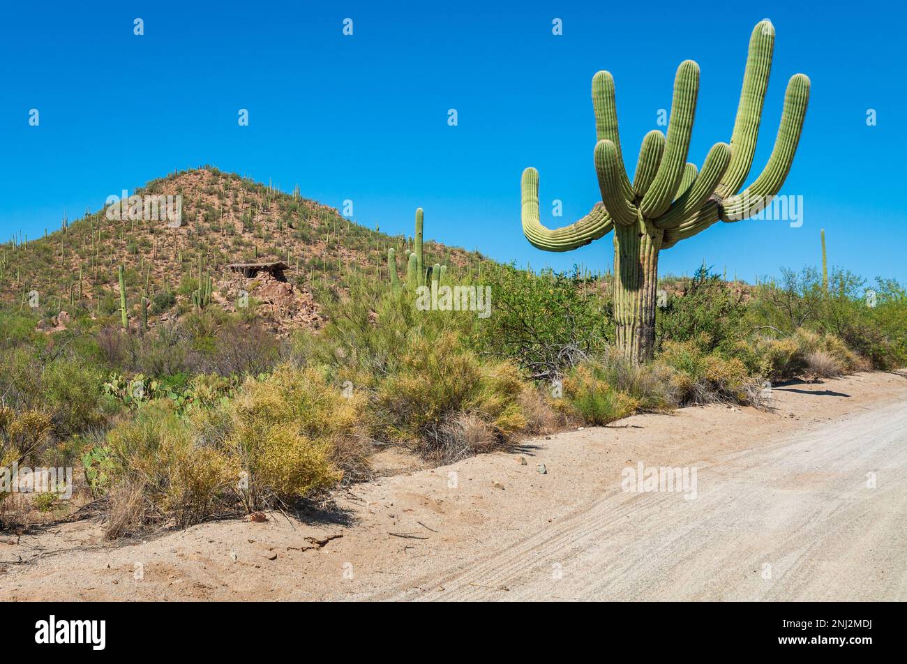 Clear Summer Day, Saguaro National Park Stock Photo - Alamy
