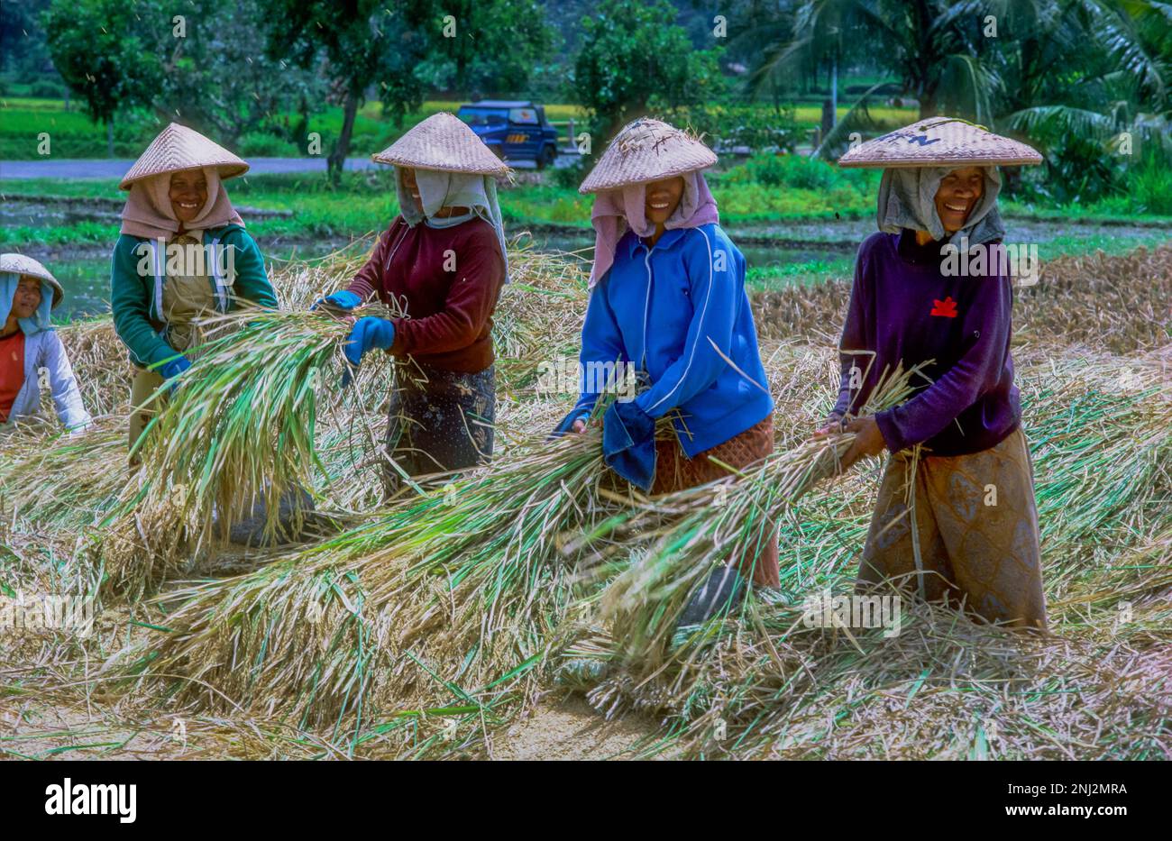 Indonesia. Women threshing rice harvest Stock Photo - Alamy
