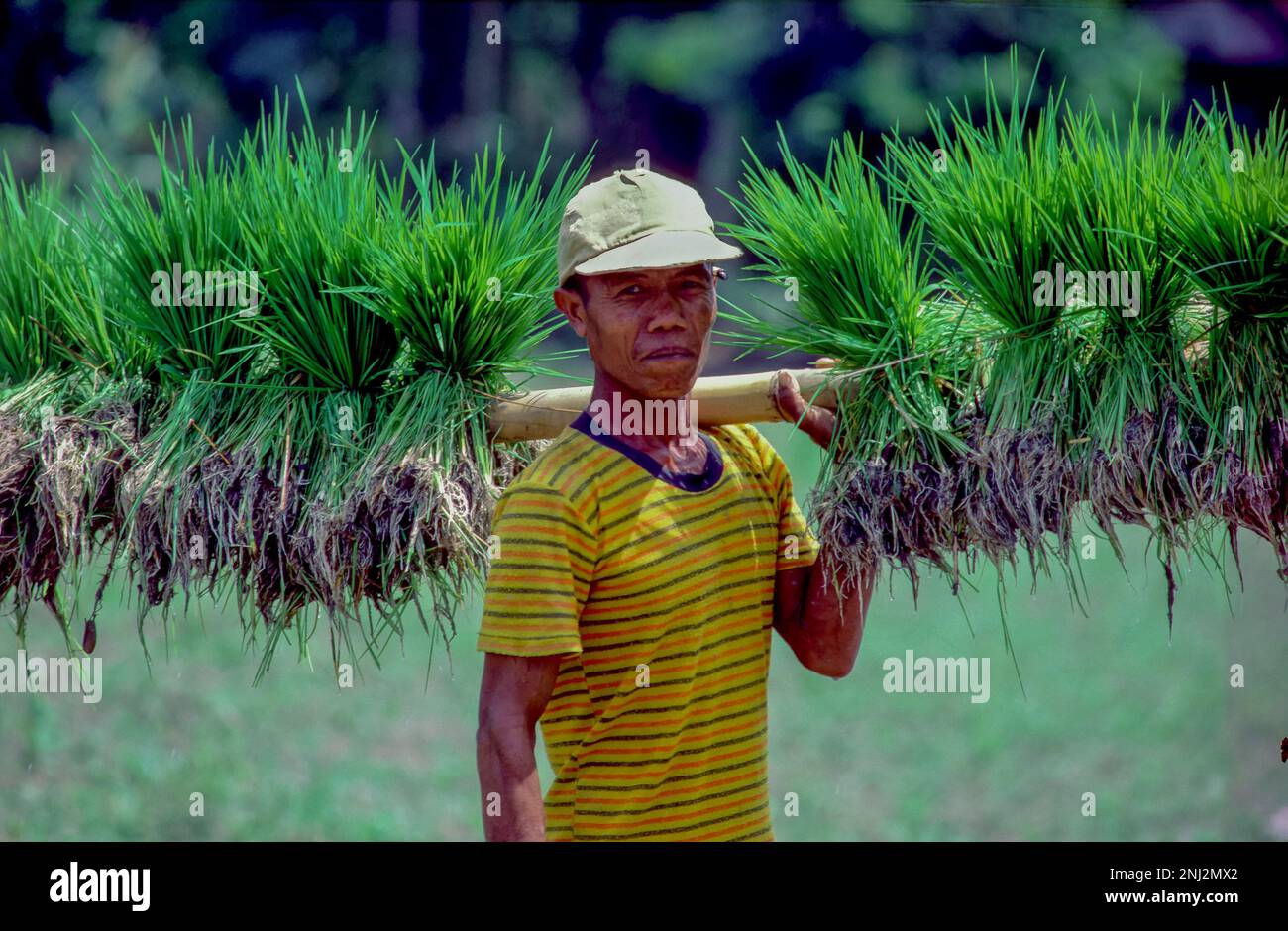 Indonesia. Man carrying rice plants Stock Photo - Alamy