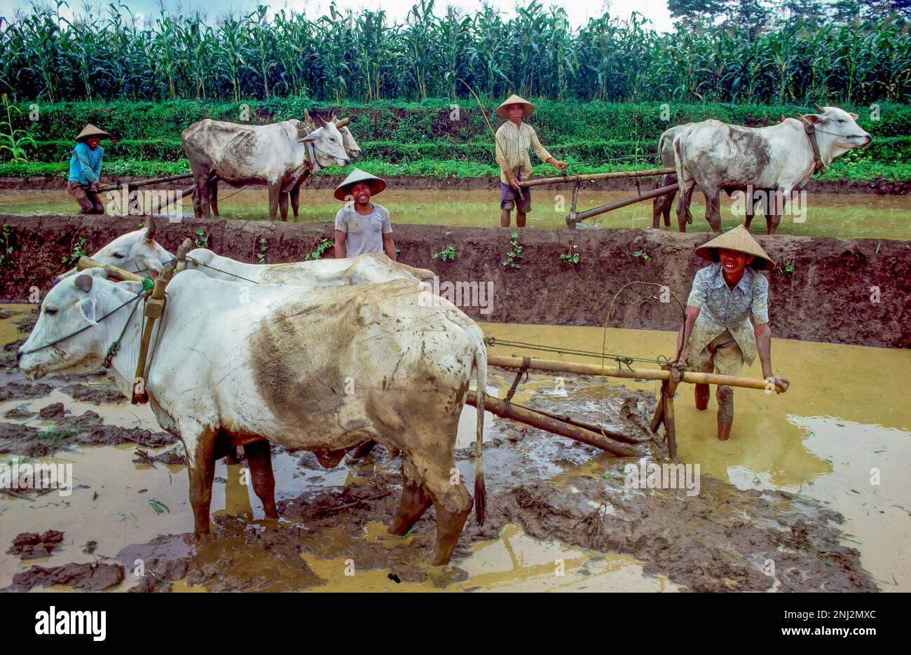 Indonesia, Sulawesi. Farmers ploughing paddyfields with oxes Stock ...