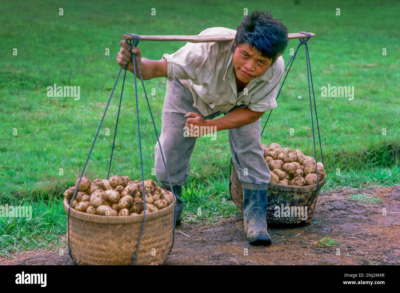 Indonesia, Java. man carries harvested potatoes Stock Photo - Alamy