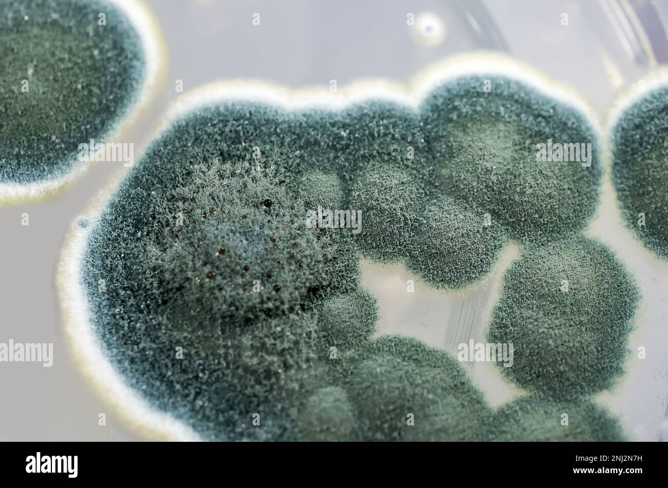 Penicillium mold spores hyphae hi-res stock photography and images - Alamy