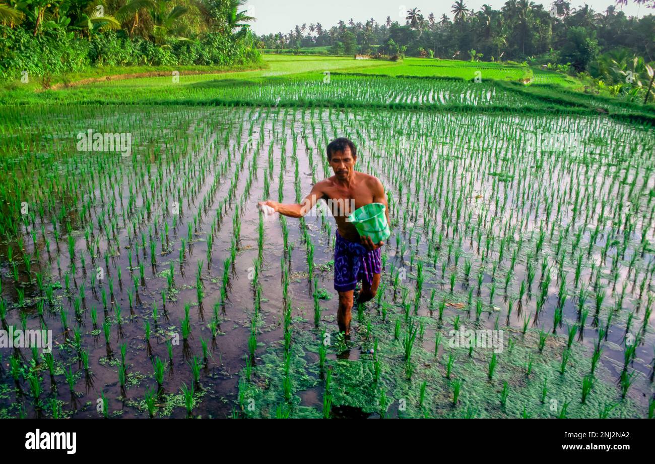 Indonesia. Man fertilizing paddy field Stock Photo - Alamy