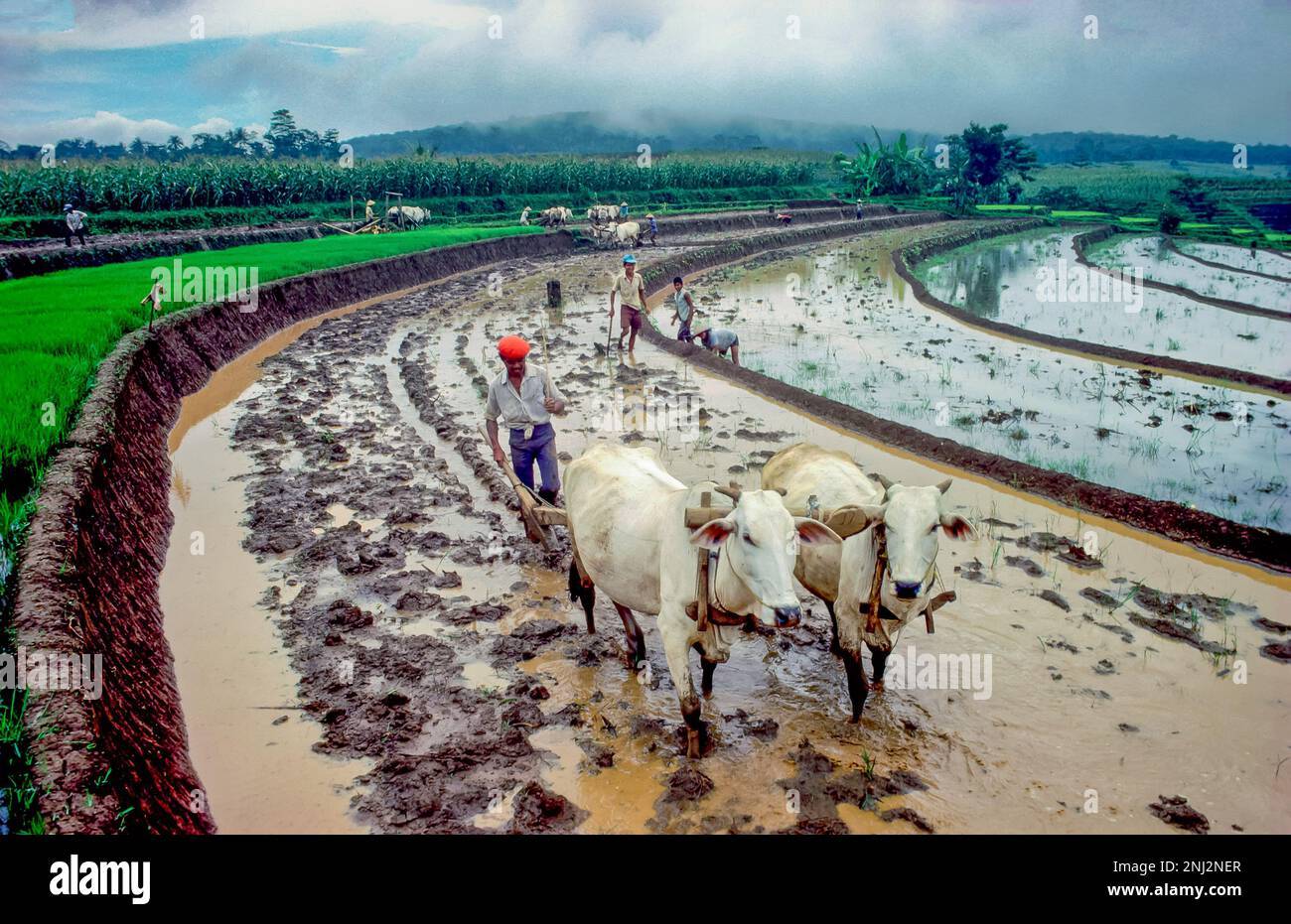 Ox carts indonesia hi-res stock photography and images - Alamy
