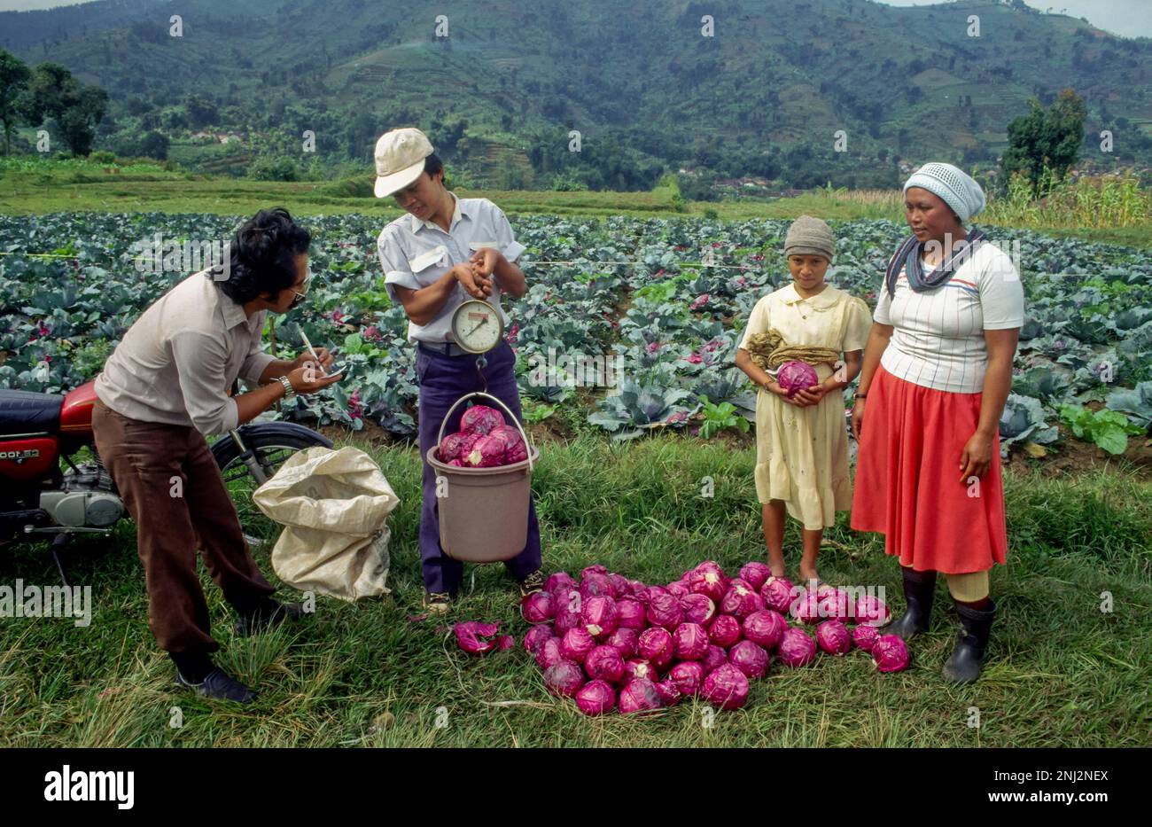 Cabbage weighing hi-res stock photography and images - Alamy