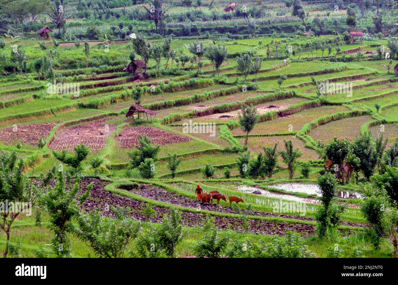 Indonesia, Java, Baduraden. Farmer plow paddy field with oxes Stock ...