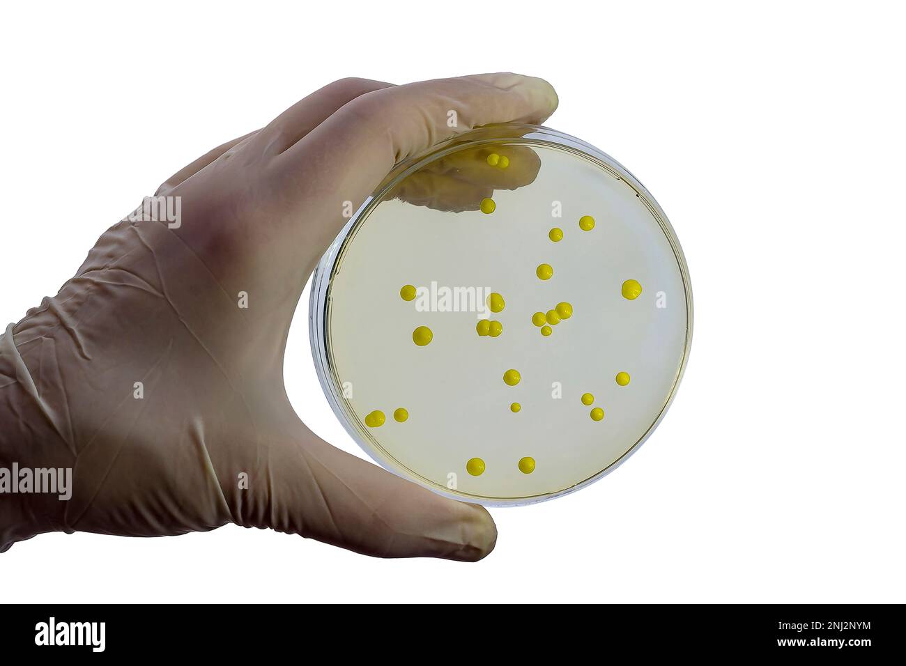 Fungi grown on agar plate Cut Out Stock Images & Pictures - Alamy