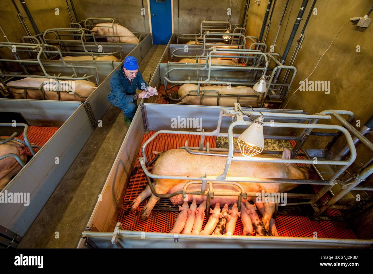 Pig breeding farm Stock Photo - Alamy