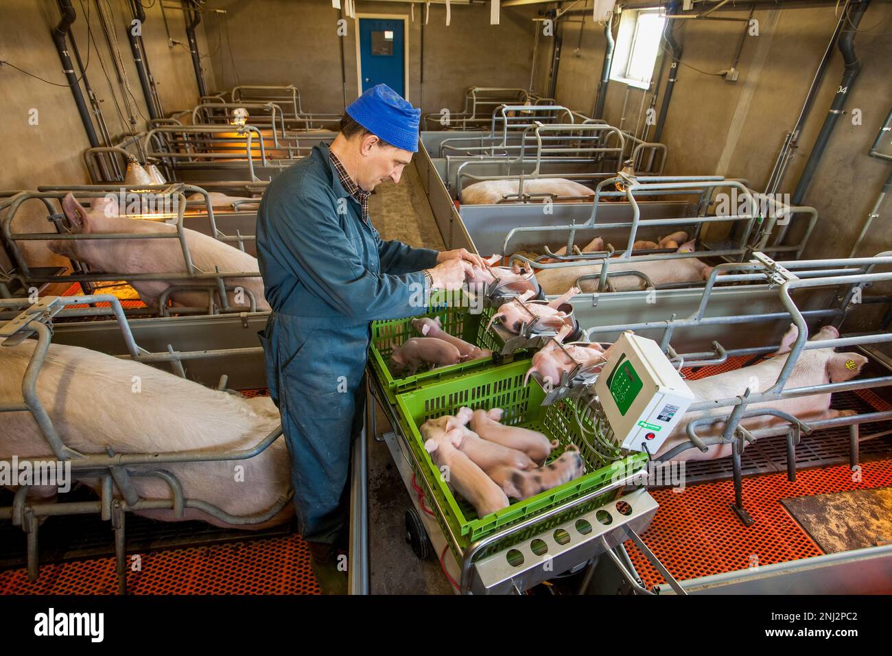 Castrating on pig breeding farm Stock Photo - Alamy