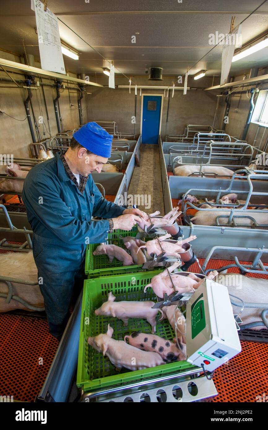 Castrating on pig breeding farm Stock Photo - Alamy