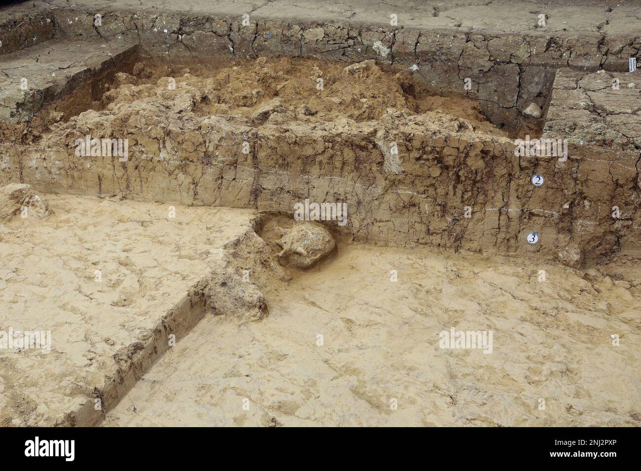 Beijing, China. 22nd Feb, 2023. This file photo shows a fossilized ...