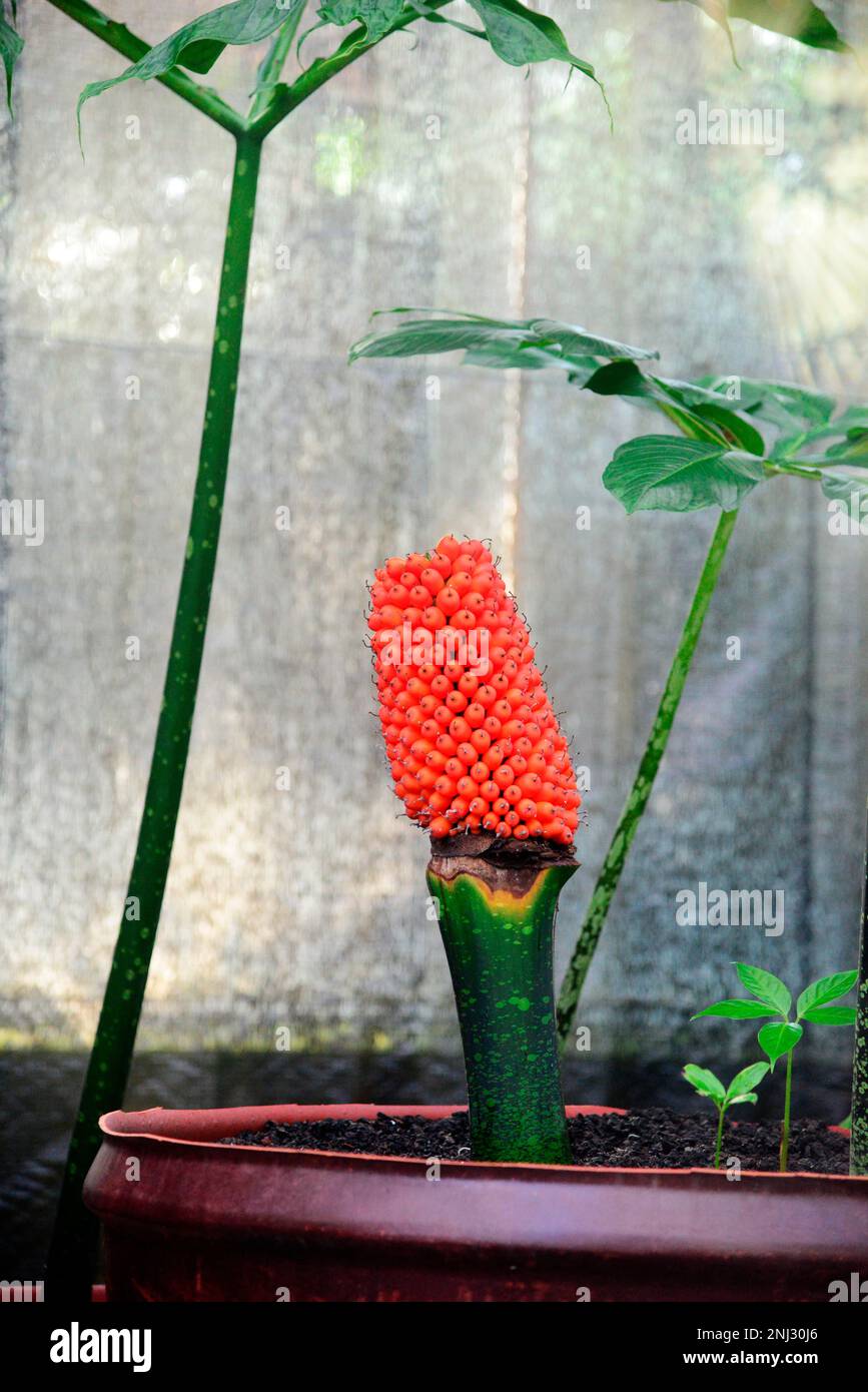 A view of the fruits of the Amorphophallus titanum, aka titan arum (or ...