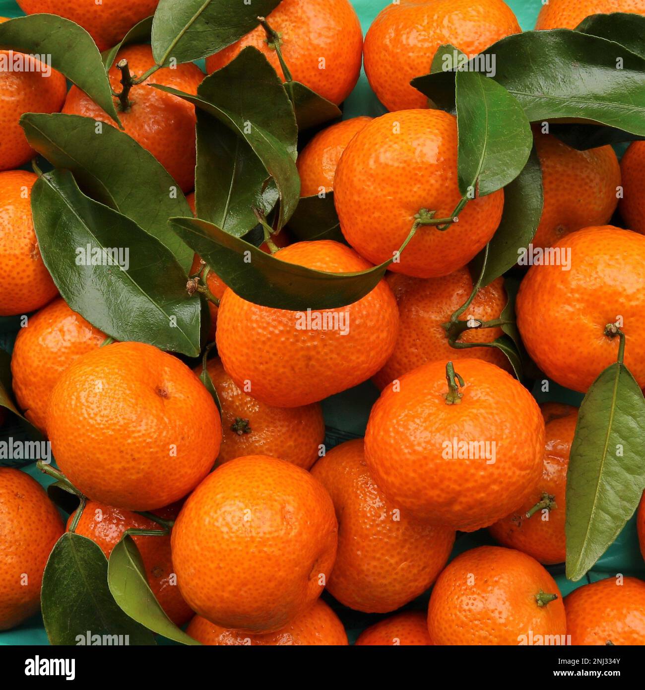texture background of fresh tangerines with leaves full frame ...