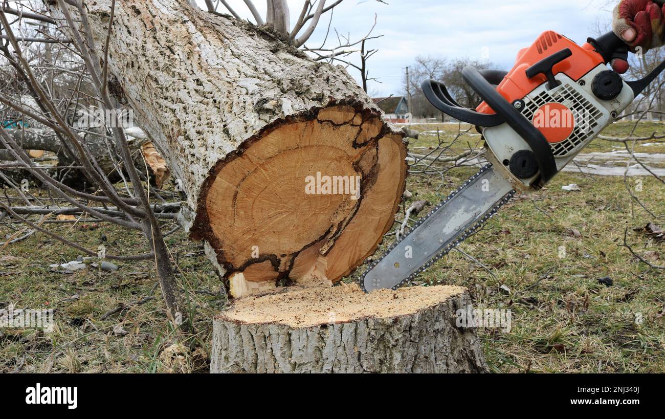 sawing an old tree in a forest, park or village with a chainsaw, an old ...