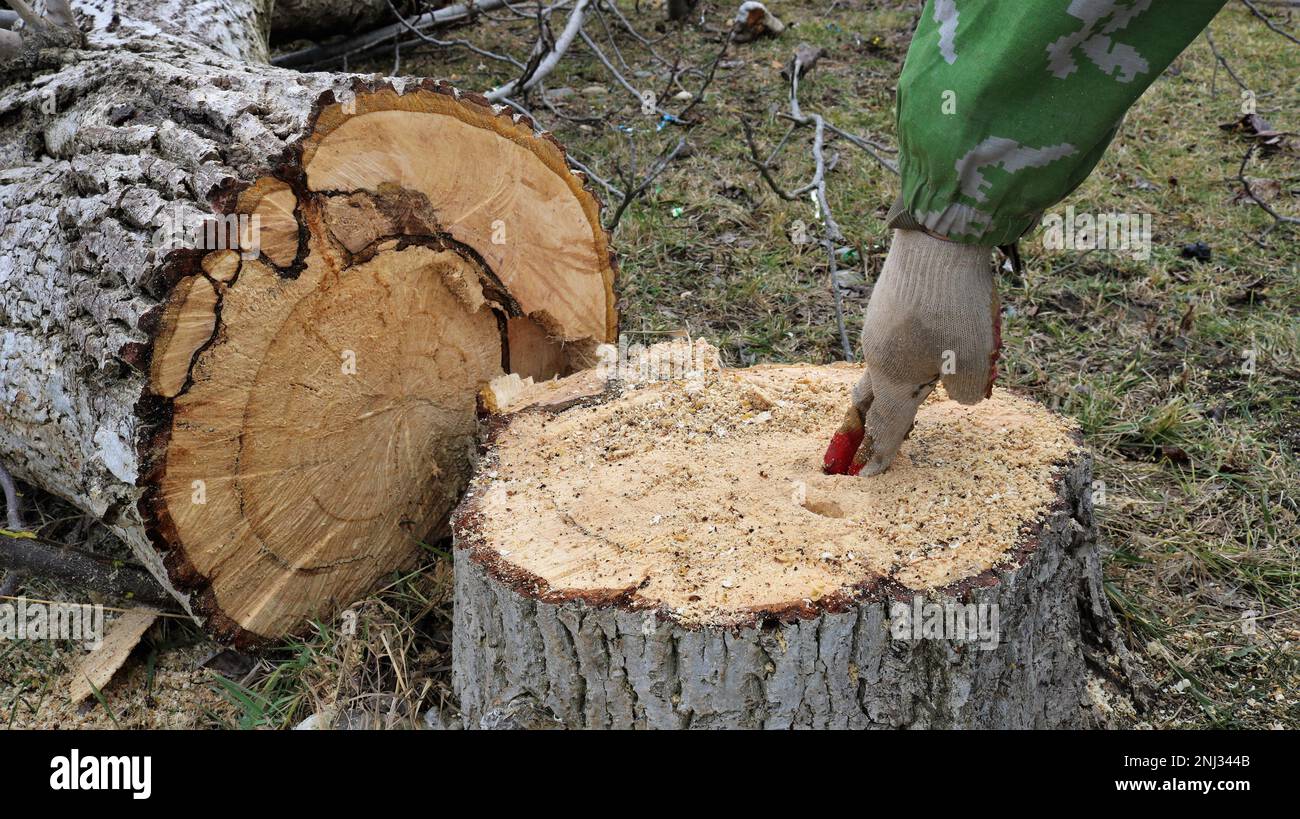 a hand in a glove touches a soft rotten core on a saw cut stump of an ...