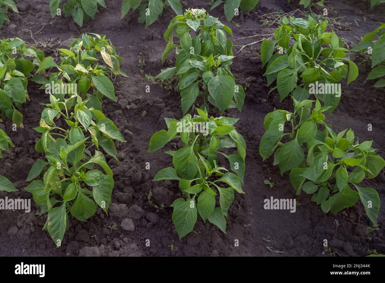 Green pepper bushes in several rows. Organic field with green pepper ...