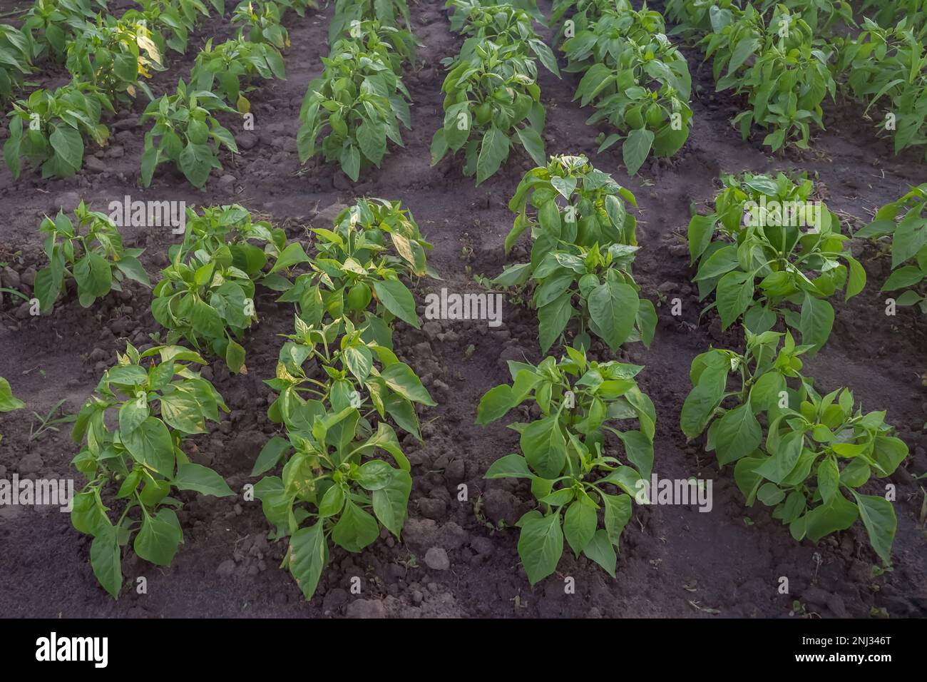 Green pepper bushes in several rows. Organic field with green pepper ...