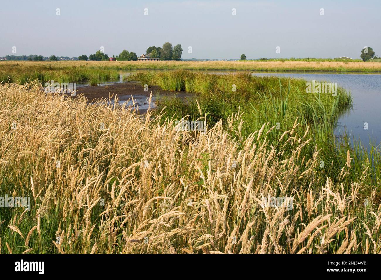 Groene Jonker, Zevenhoven, Netherlands Stock Photo - Alamy