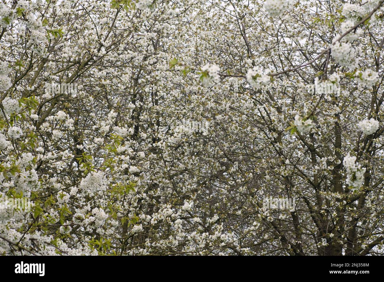Fruit trees orchards in the Betuwe, Netherlands Stock Photo - Alamy