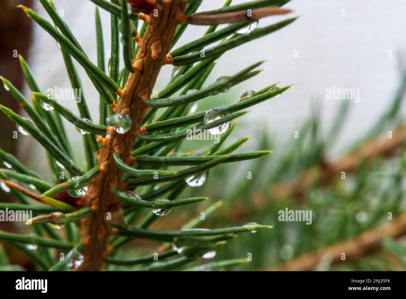 Close-up from branch of a tree with raindrops Stock Photo - Alamy