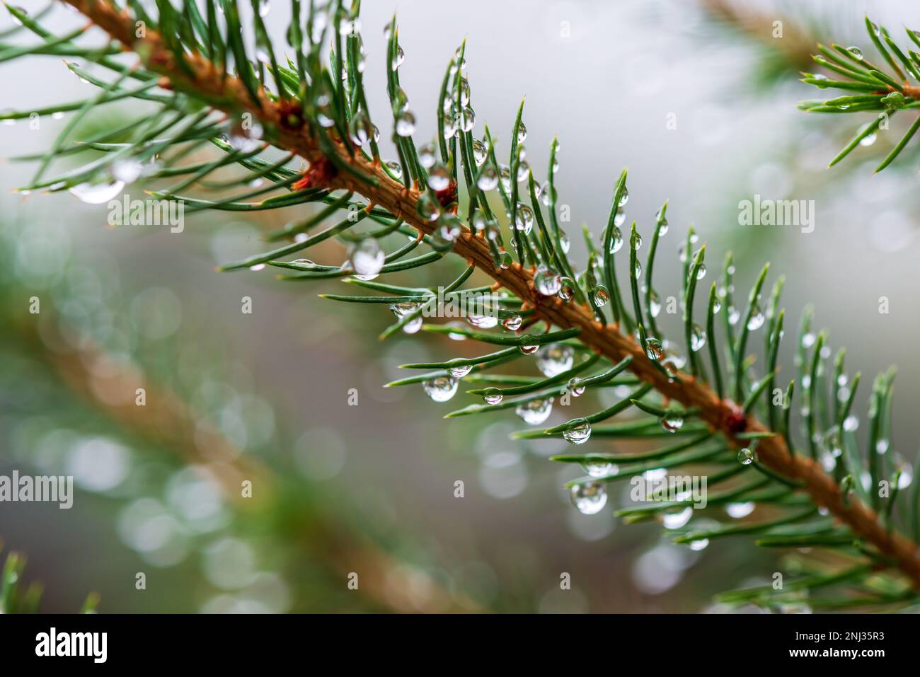 Close-up from branch of a tree with raindrops Stock Photo - Alamy