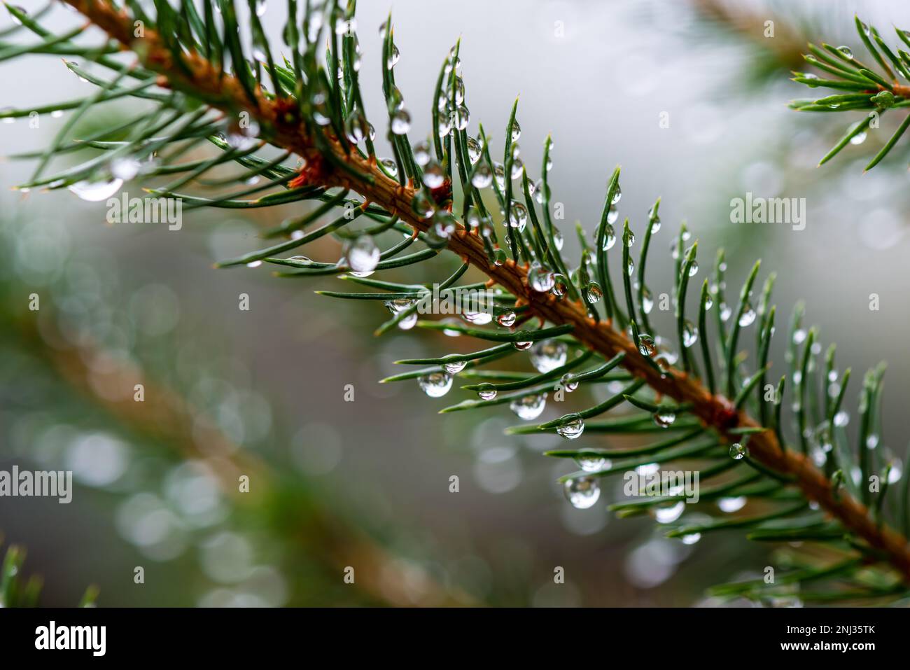 Close-up from branch of a tree with raindrops Stock Photo - Alamy