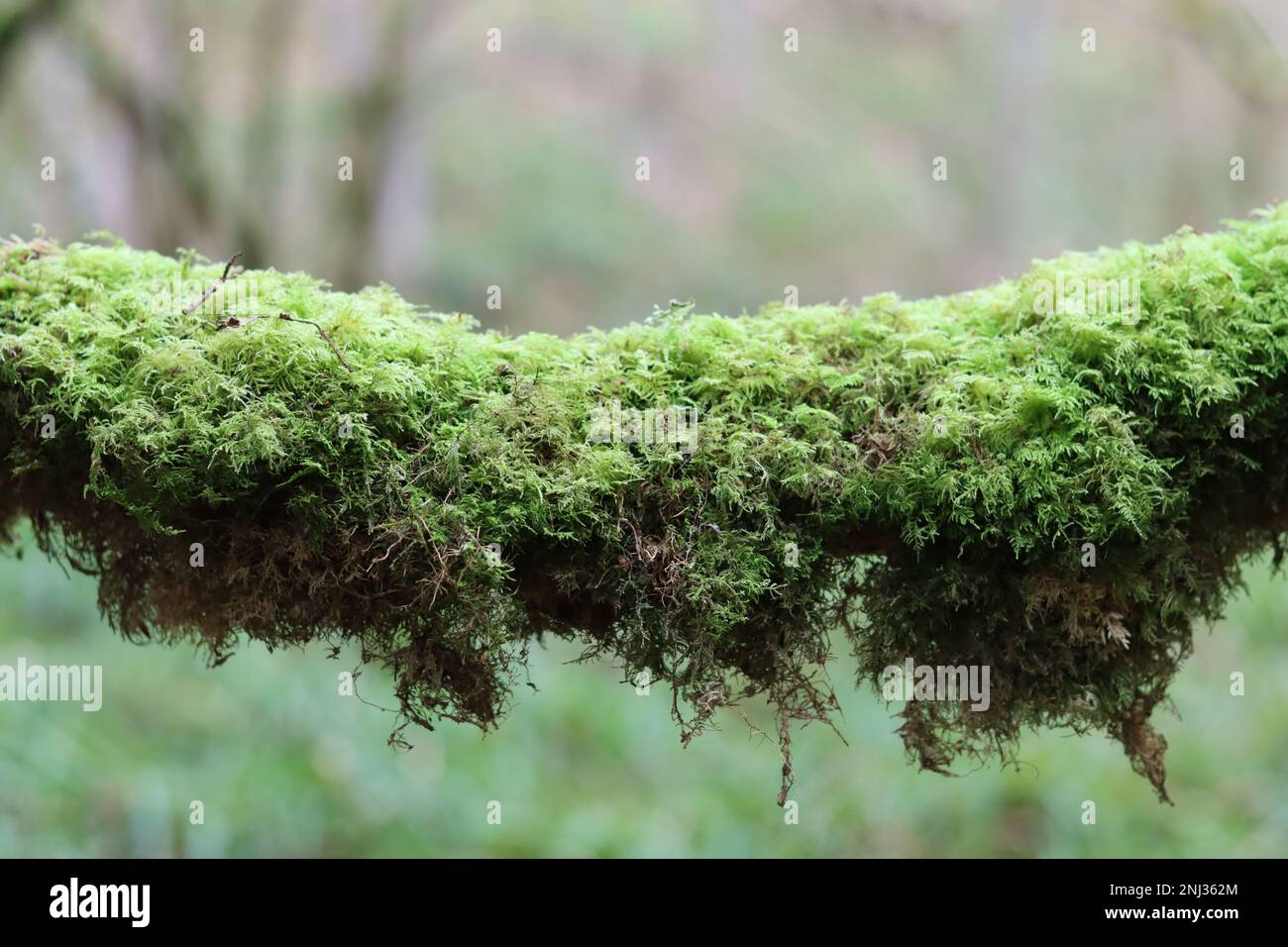 Moss covered branch of a tree hi-res stock photography and images - Alamy