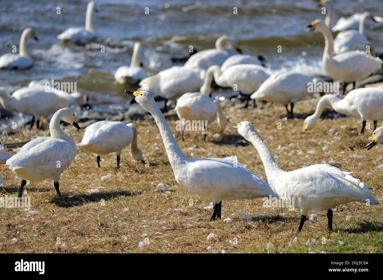 Swans stay to replenish their energy on their southward migration from ...