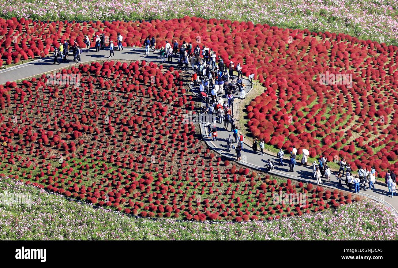 An aerial photo shows bright red kochia covering a hill at Hitachi ...