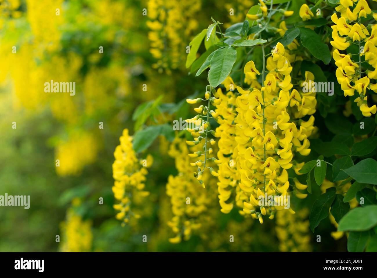Laburnum alpinum hi-res stock photography and images - Alamy