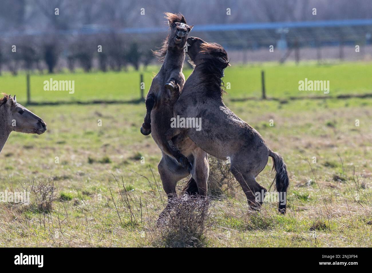 Wild stallions sparring British countryside March 16/17 2022 Wild ...