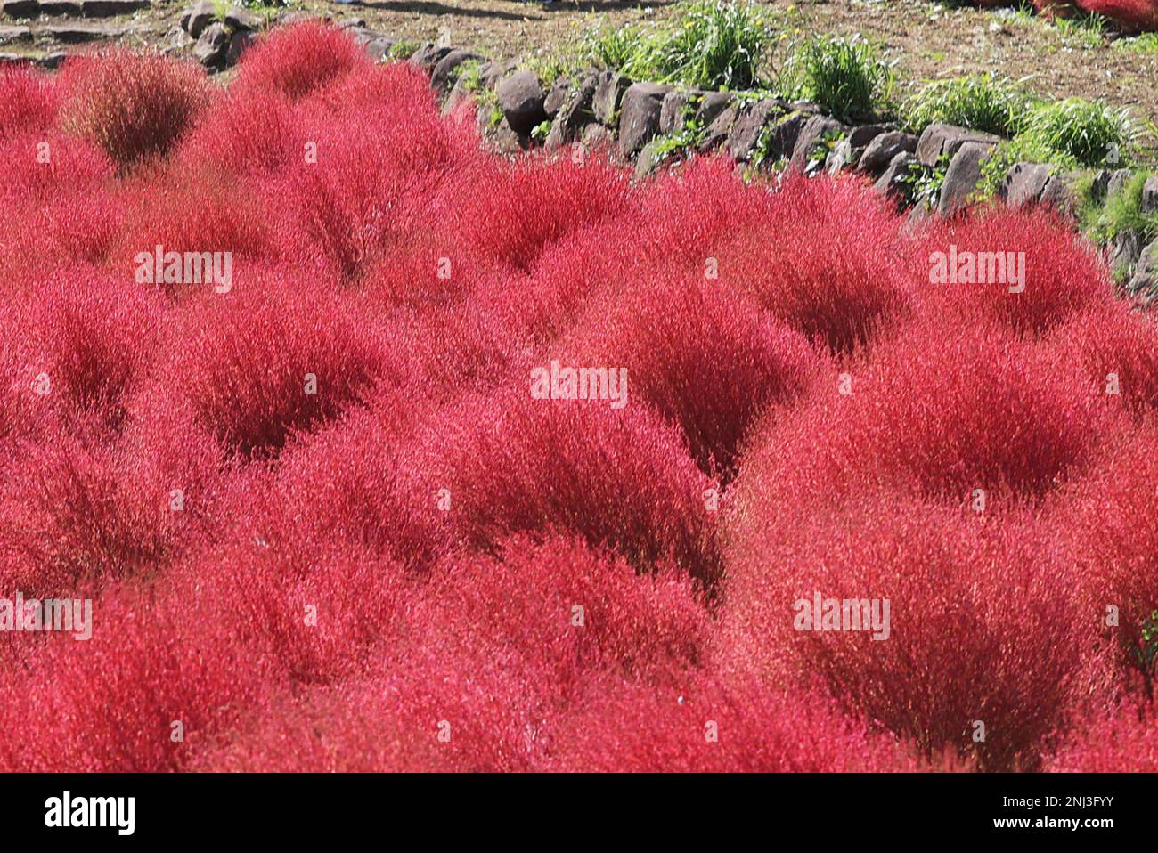 Red kochias cover a field at Michinouku Park in Kawasaki Town, Miyagi ...
