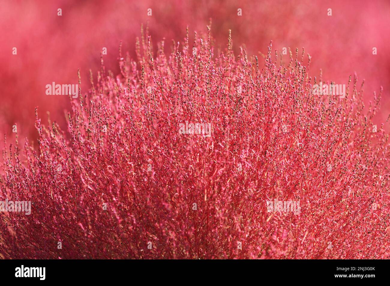 Red kochias cover a field at Michinouku Park in Kawasaki Town, Miyagi ...