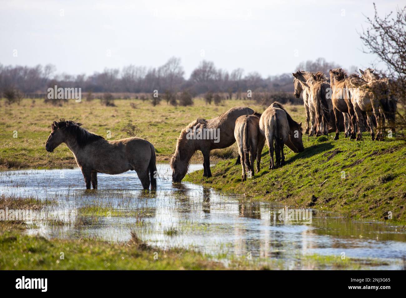 Wild stallions sparring British countryside March 16/17 2022 Wild ...