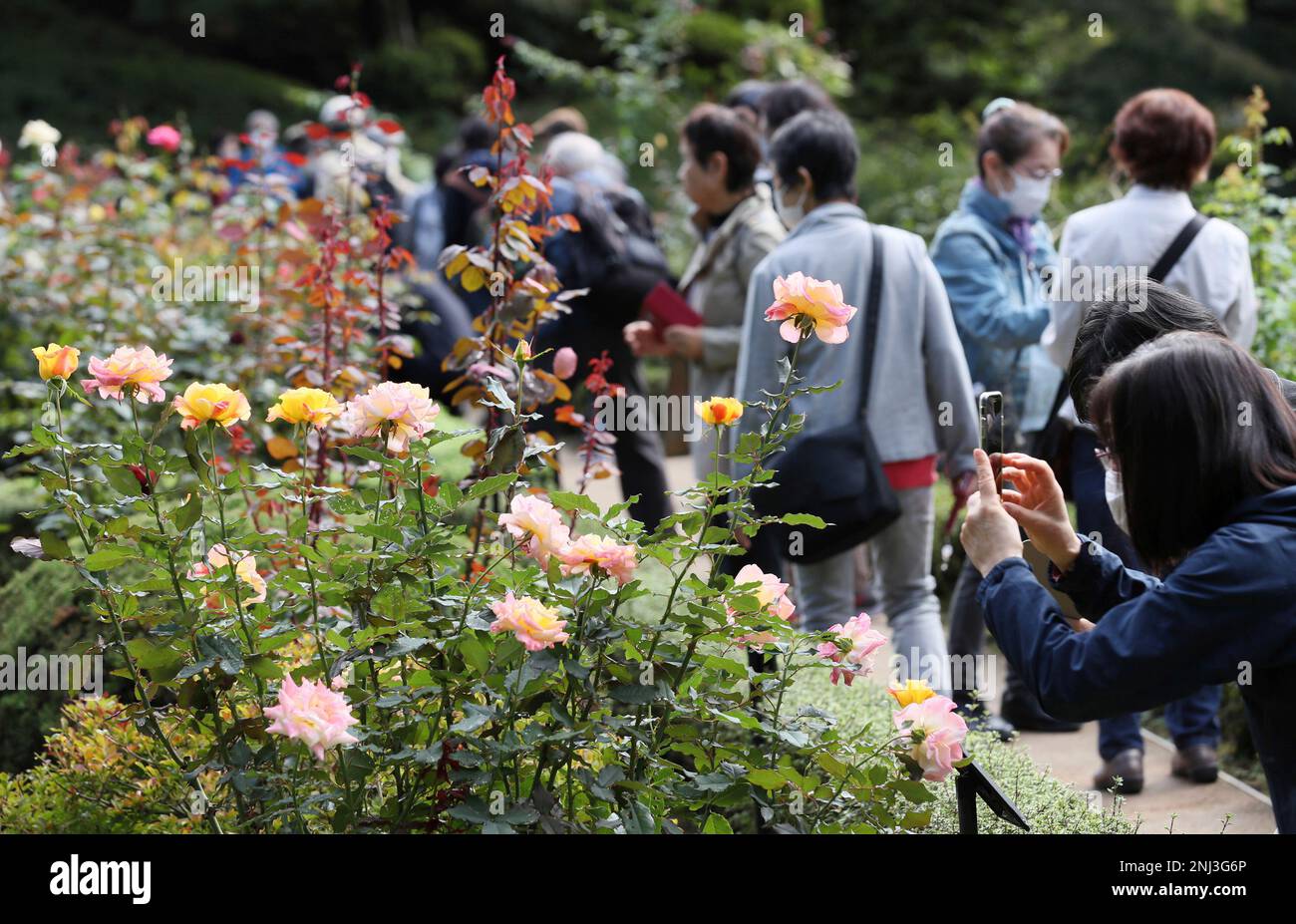 Roses are in full bloom at Kyu-Furukawa Gardens in Tokyo on Oct. 19 ...