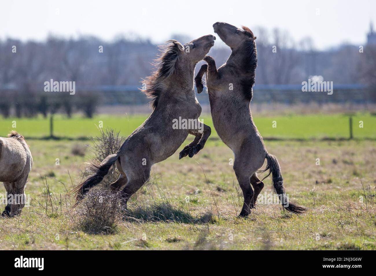 Wild stallions sparring British countryside March 16/17 2022 Wild ...