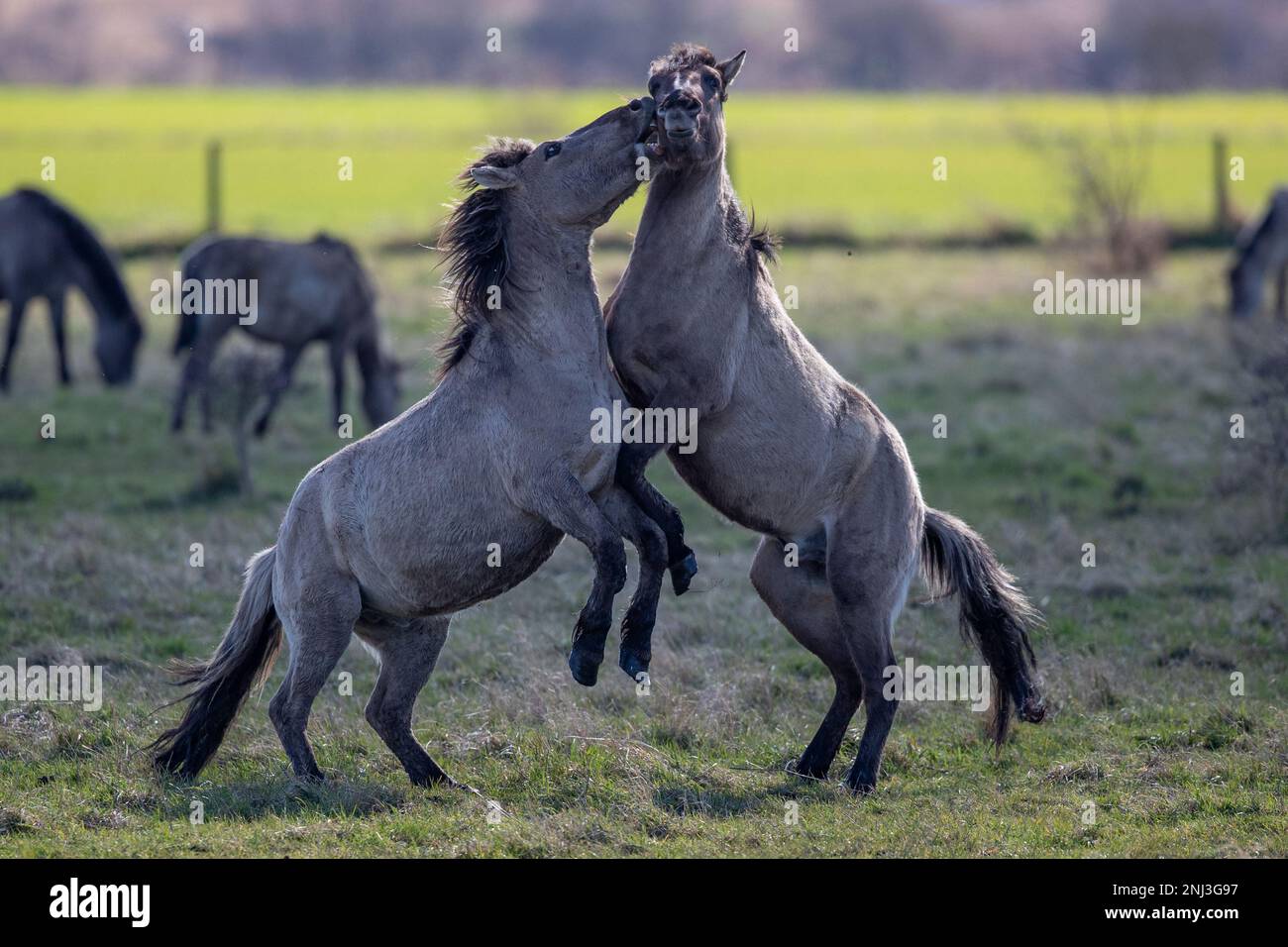 Wild stallions sparring British countryside March 16/17 2022 Wild ...