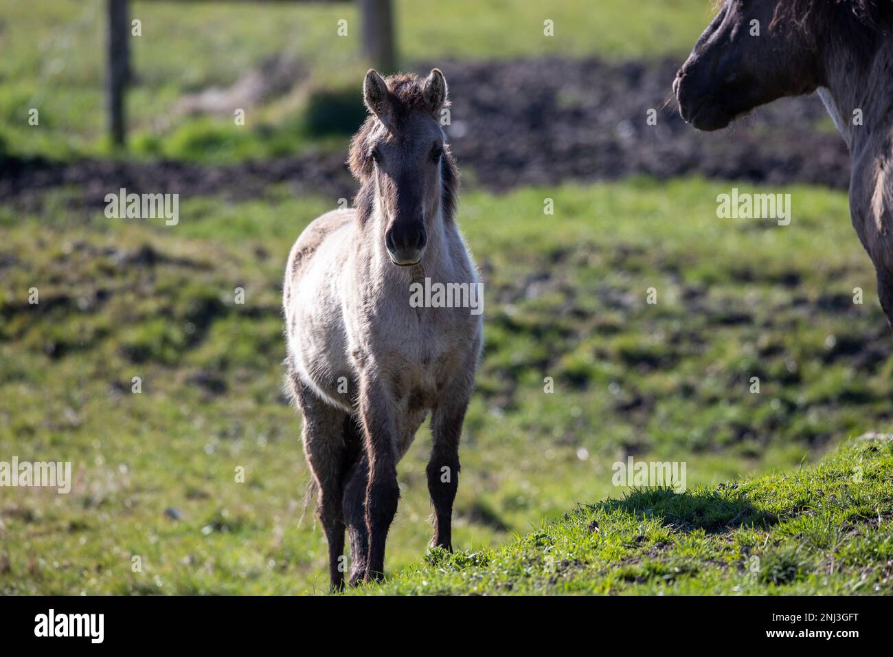 Wild stallions sparring British countryside March 16/17 2022 Wild ...