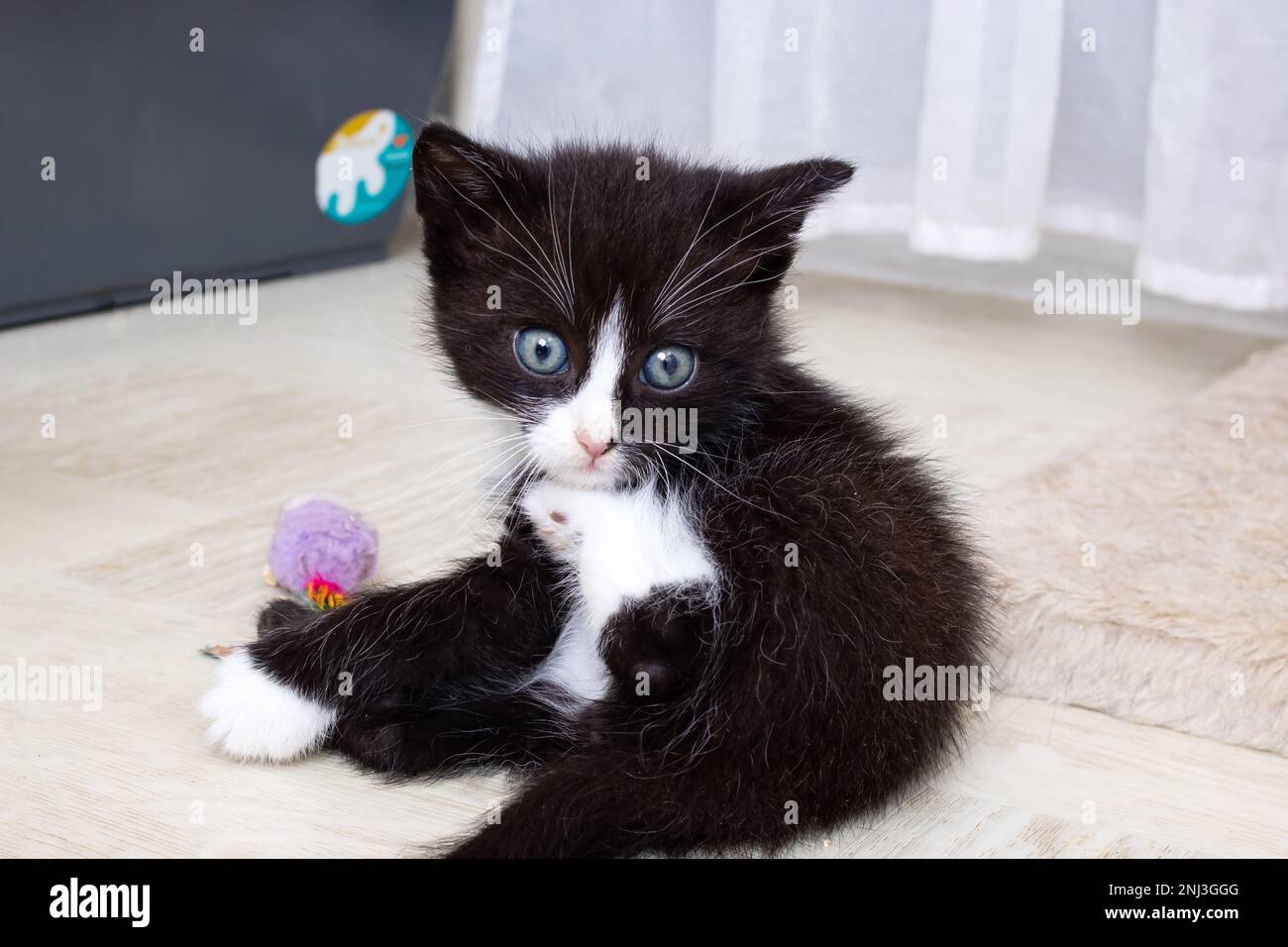 Little kitten raised paw hi-res stock photography and images - Alamy