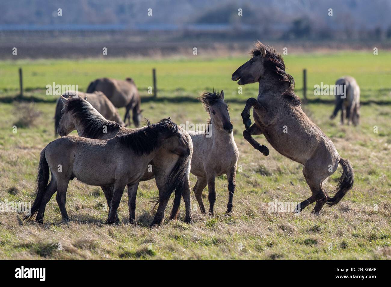 Wild stallions sparring British countryside March 16/17 2022 Wild ...