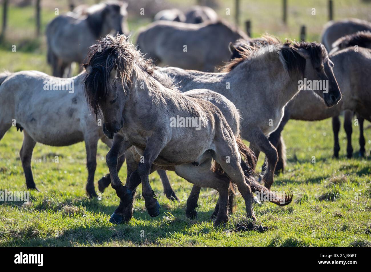 Wild stallions sparring British countryside March 16/17 2022 Wild ...