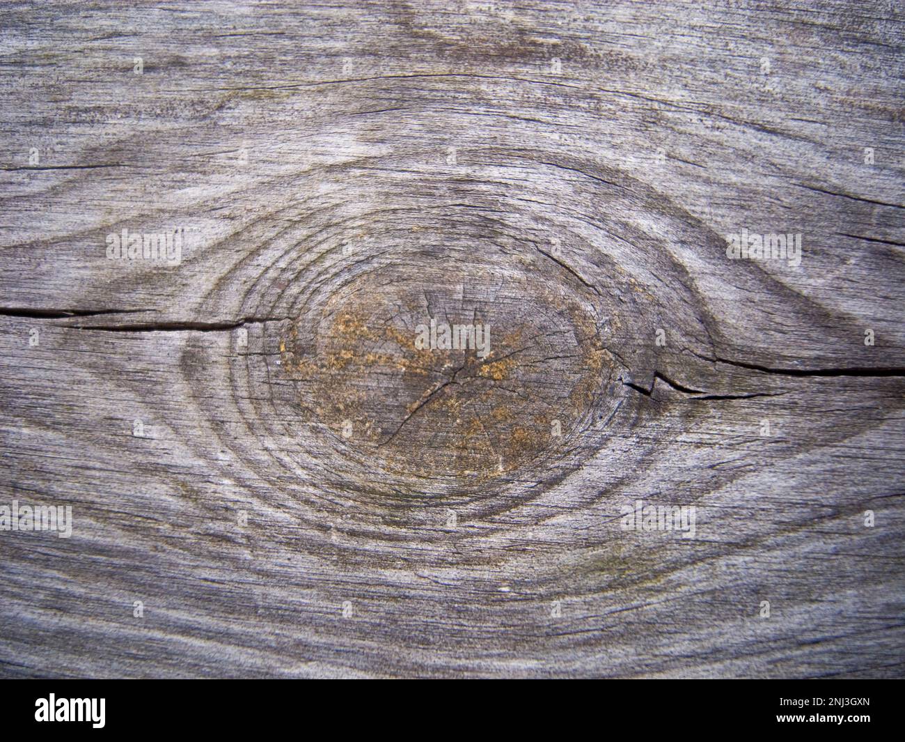 Backgrounds, Wood, Section cut through timber showing rings and growth ...
