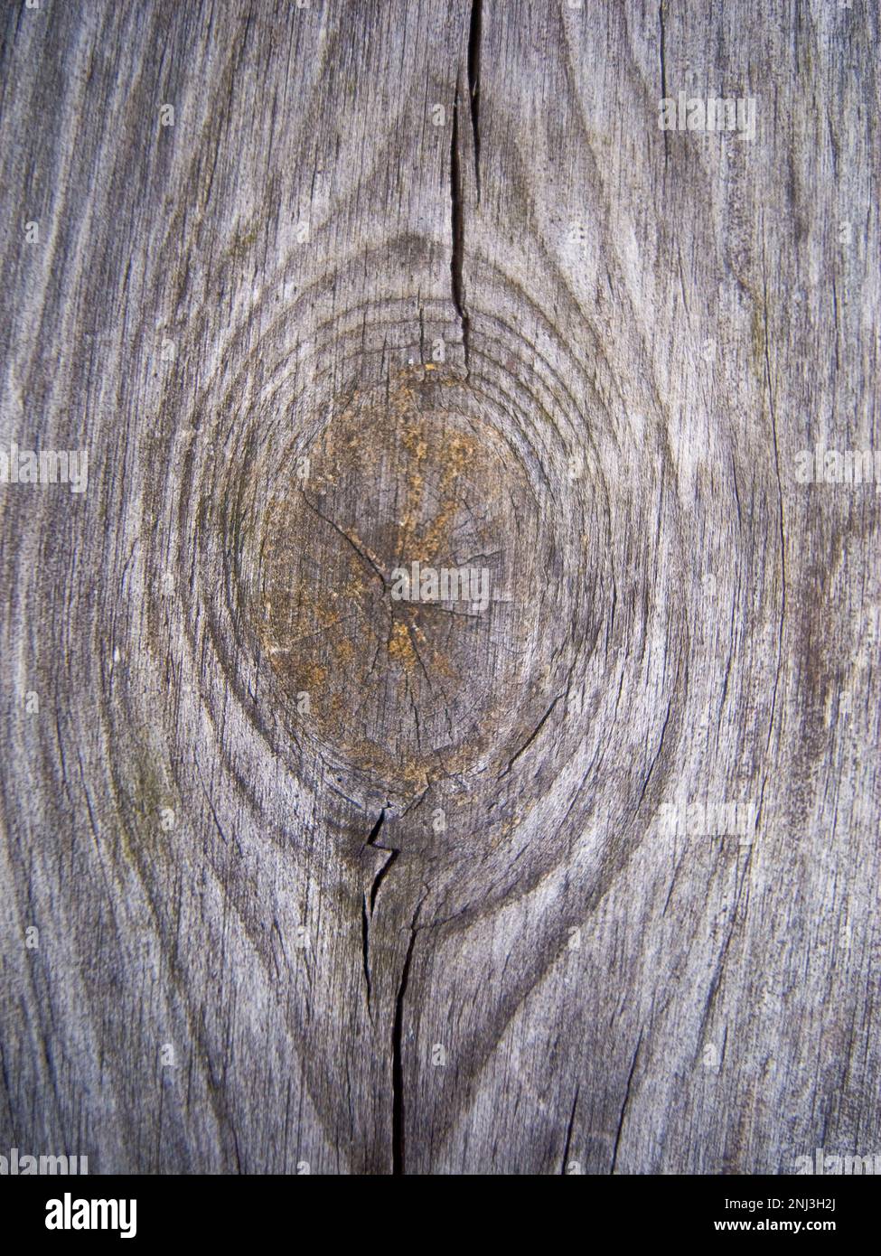 Backgrounds, Wood, Section cut through timber showing rings and growth ...