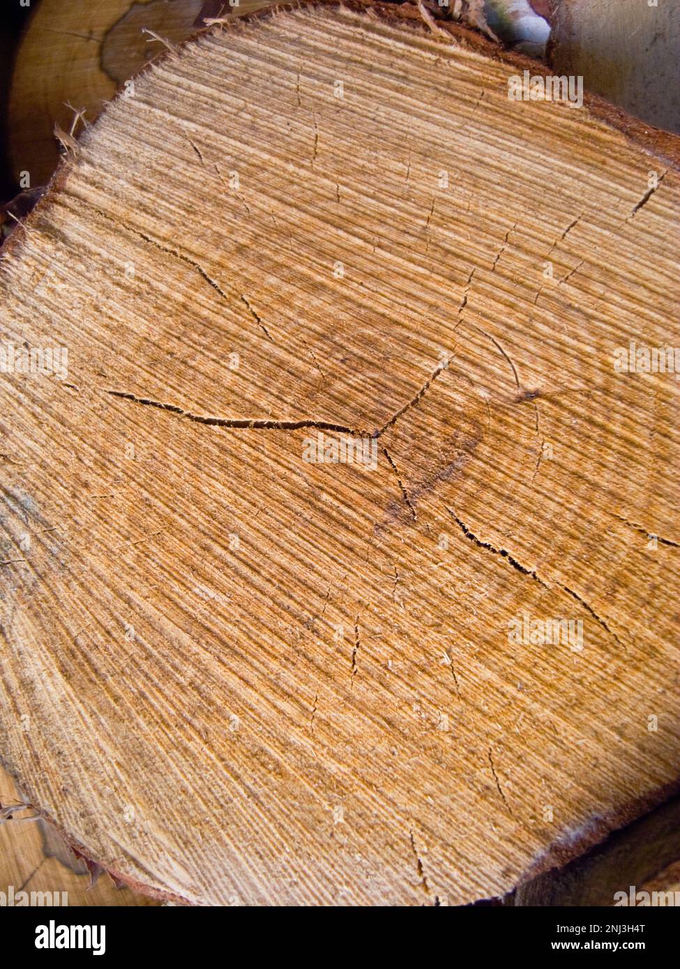 Backgrounds, Wood, Section cut through timber showing rings and growth ...