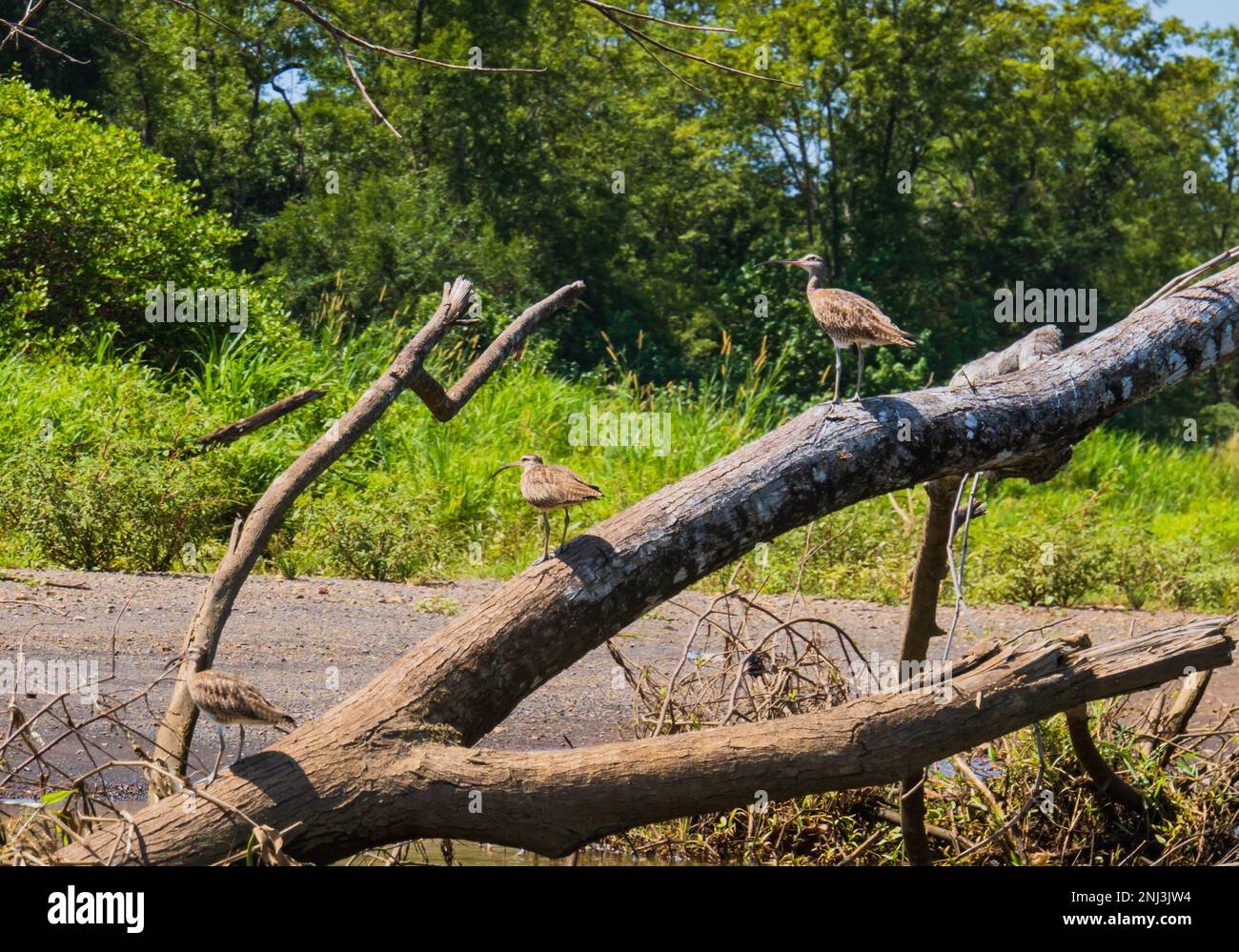 three Wimbrel Birds with characteristic crown stripe standing on a log ...