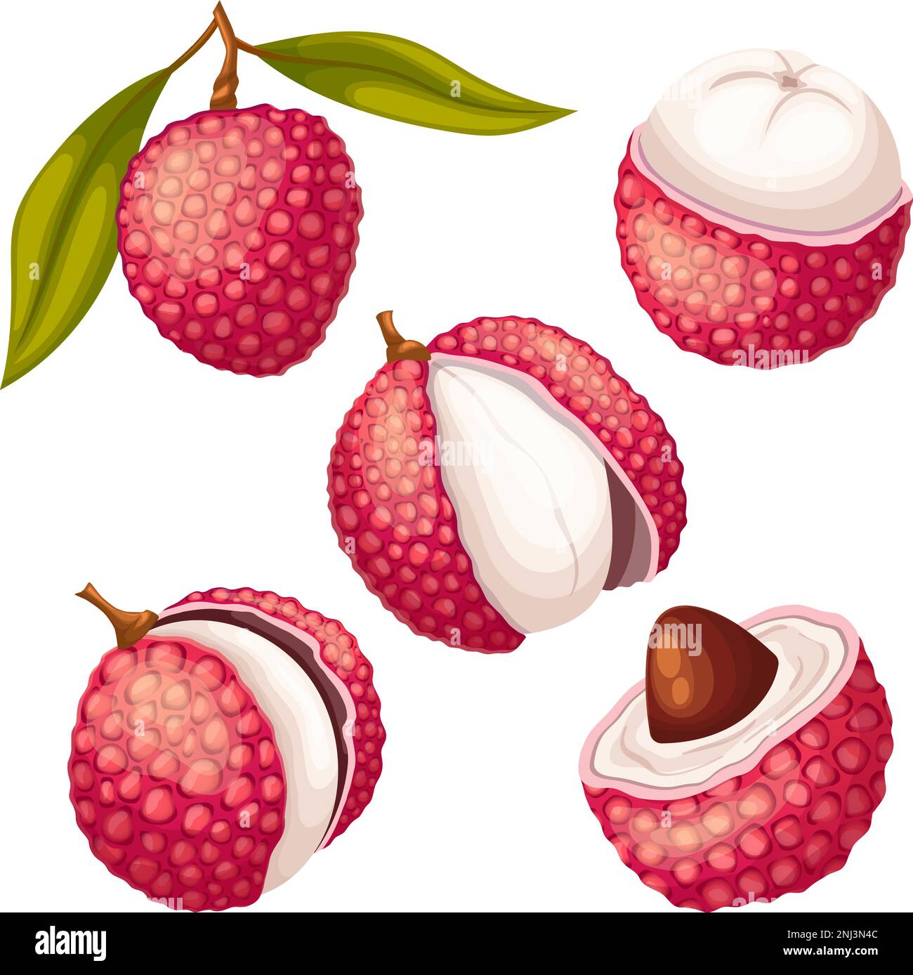lychee food fruit set cartoon vector illustration color sign Stock ...